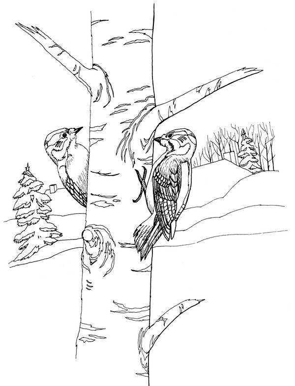 Downy Woodpecker Coloring Page | CreativeTherapyTools
