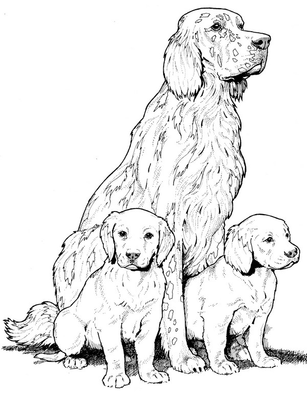 English Setter-Coloring Page | CreativeTherapyTools