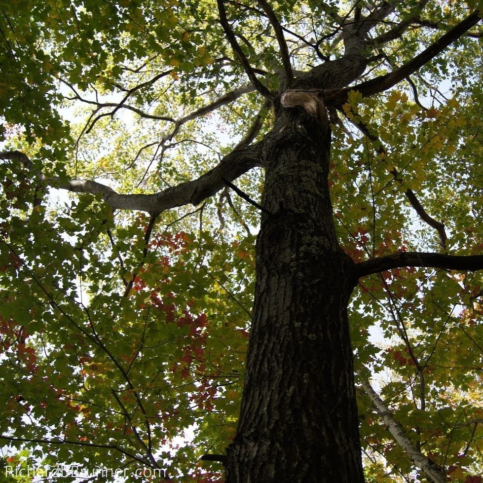 Trees | CreativeTherapyTools