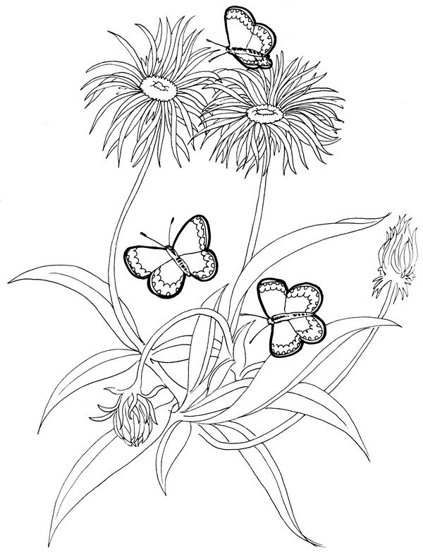 Orange boardered Blue Butterfly Coloring Page | CreativeTherapyTools