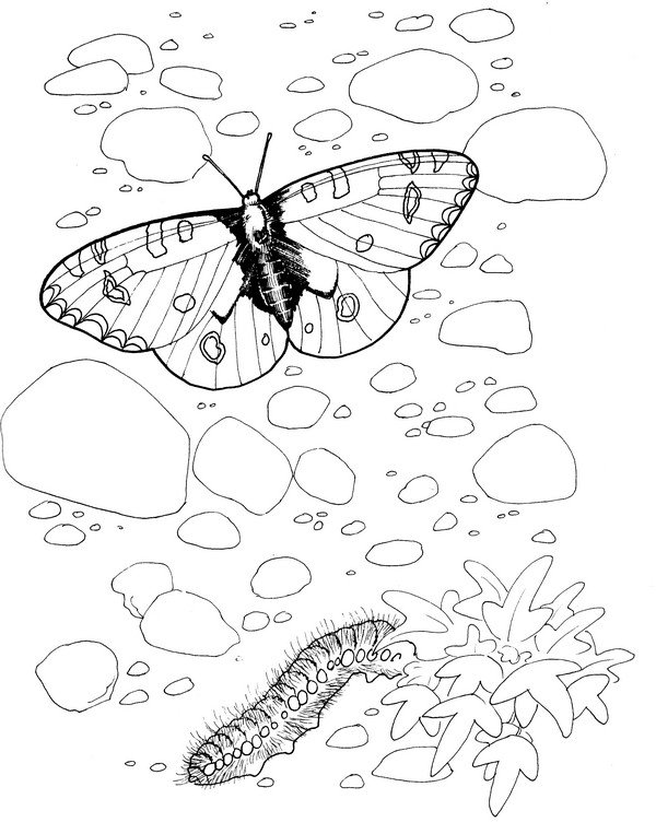 Phoebus Parnassian Butterfly Coloring Page | CreativeTherapyTools
