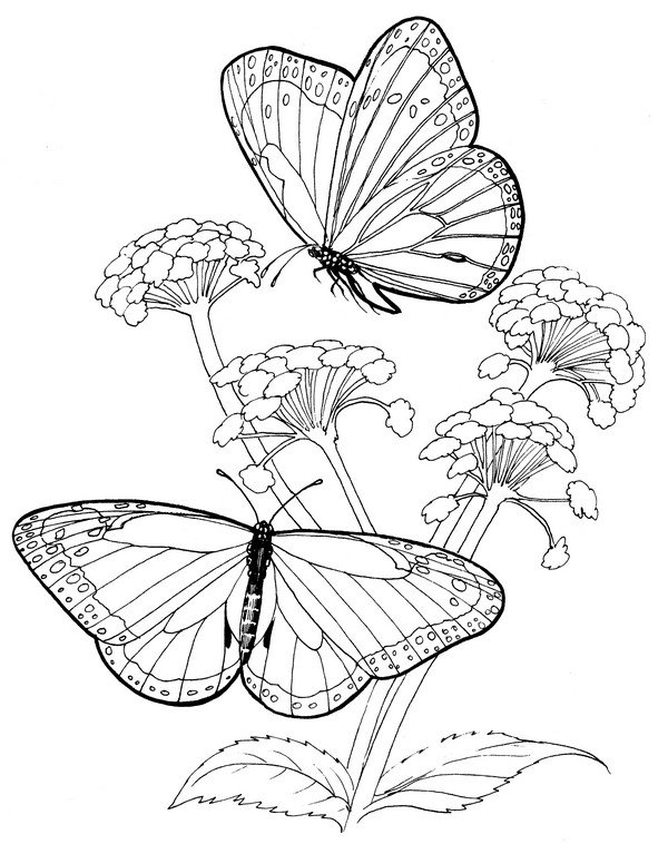 Queen Butterfly Coloring Page | CreativeTherapyTools