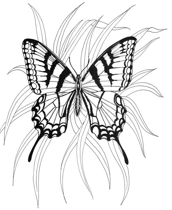 Tiger Swallowtail Coloring Page | CreativeTherapyTools